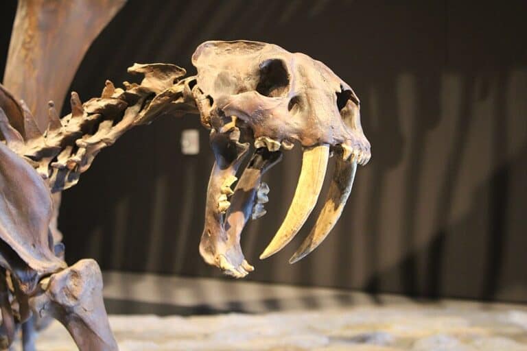 13 Animals That Lived Alongside Early Humans - Animals Around The Globe