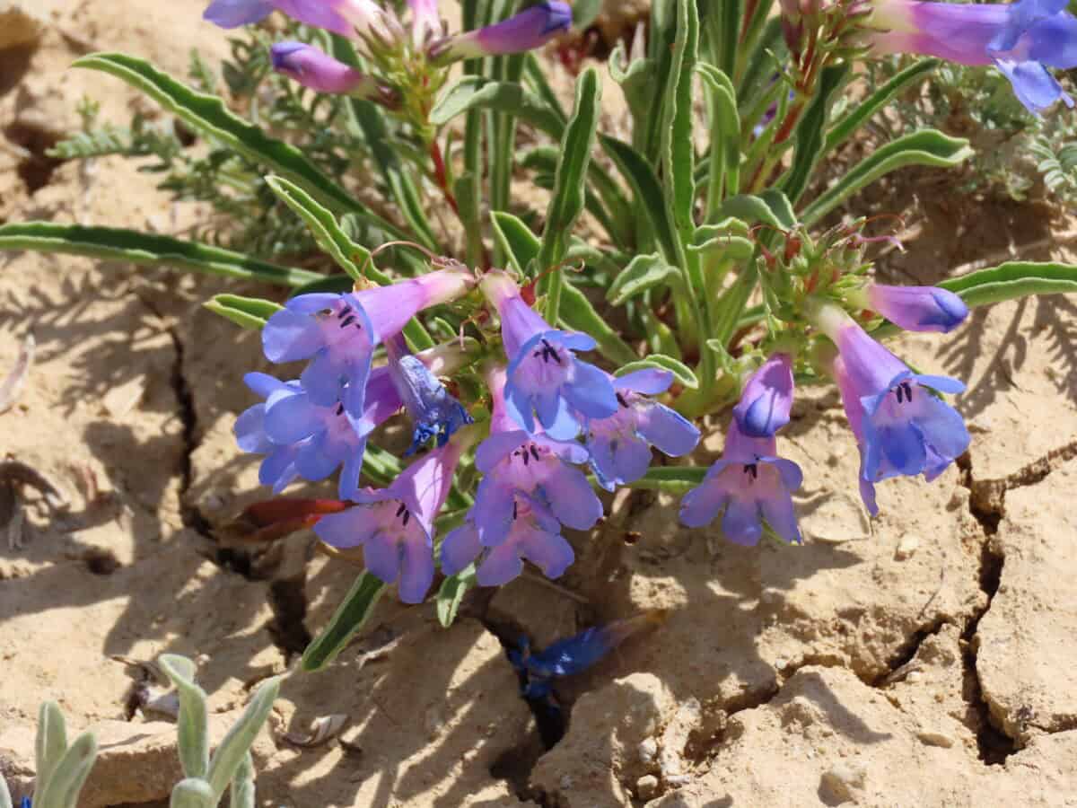 Fossilized Flowers Reveal the First True Spring on Earth