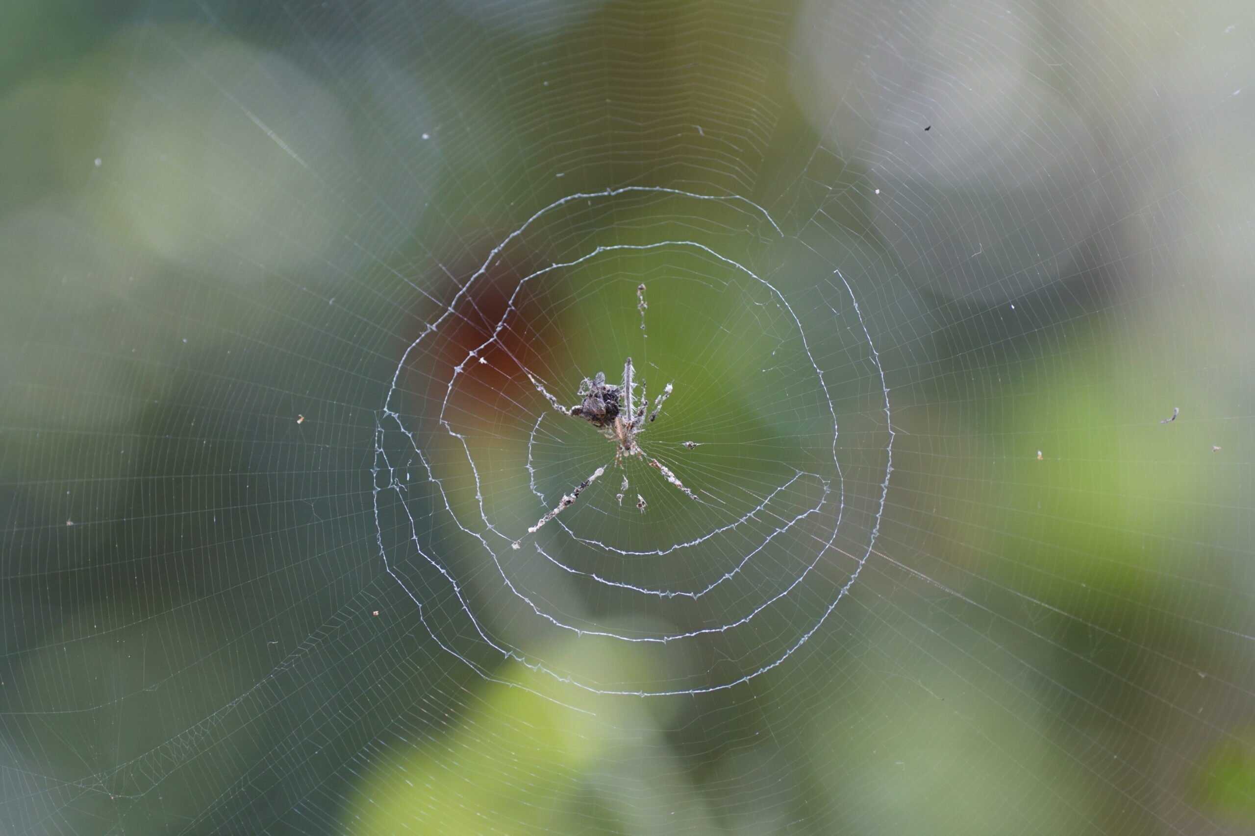 The Spider That Builds Decoy Spiders to Confuse Predators