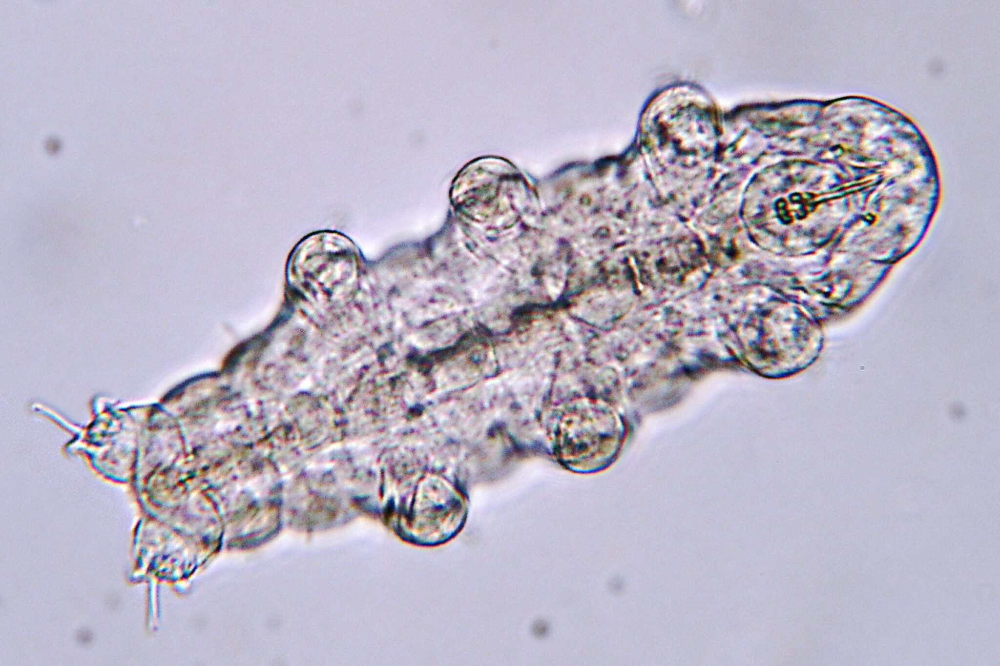 This Animal Can Live in Outer Space