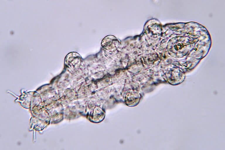 Why Tardigrades Could Survive the End of the World - Animals Around The ...