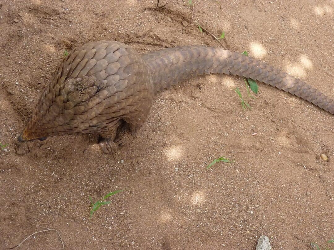 Why Pangolins Are the Most Trafficked Mammals on Earth - Animals Around ...