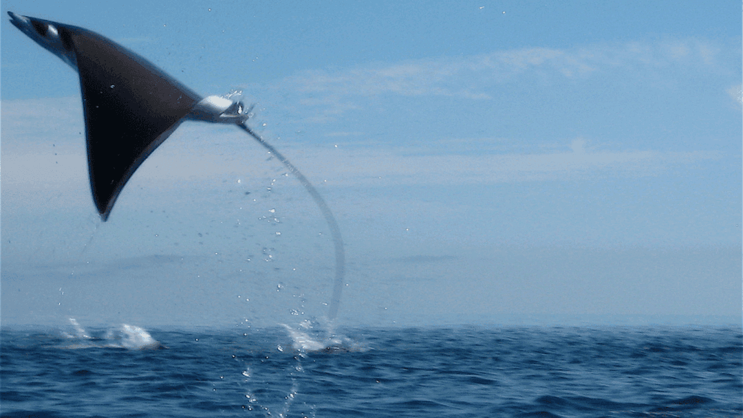 The Wild World of Flying Fish and Soaring Squid - Animals Around The Globe