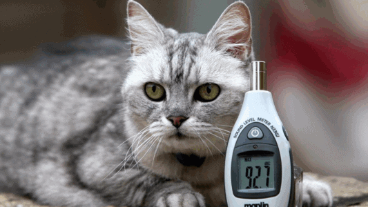 This Cat Has the World’s Loudest Purr - Animals Around The Globe