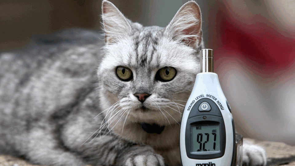 This Cat Has the World’s Loudest Purr - Animals Around The Globe