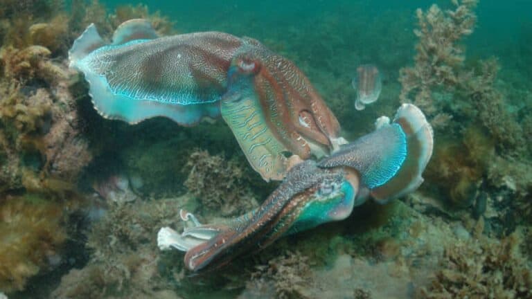 The Cuttlefish’s Color-Changing Mating Dance - Animals Around The Globe