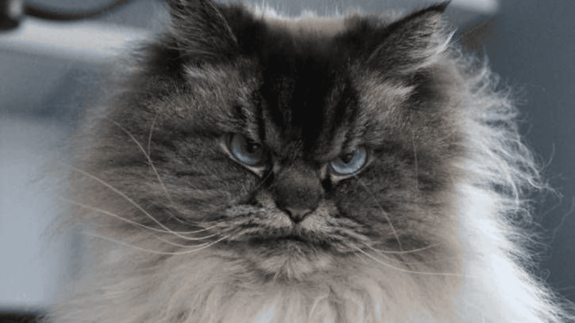 This Cat Has the World’s Loudest Purr - Animals Around The Globe