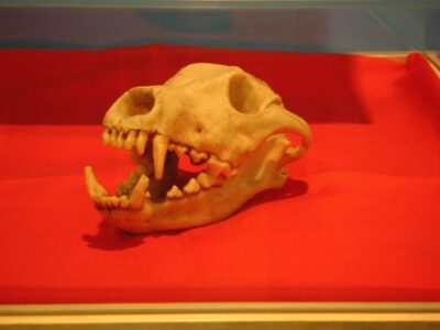 This Skull Reveals What Prehistoric Wolves Really Looked Like