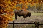 How Fast Can a Bison Run? Faster Than You Think - Animals Around The Globe