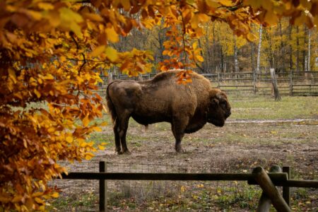 How Fast Can a Bison Run? Faster Than You Think - Animals Around The Globe