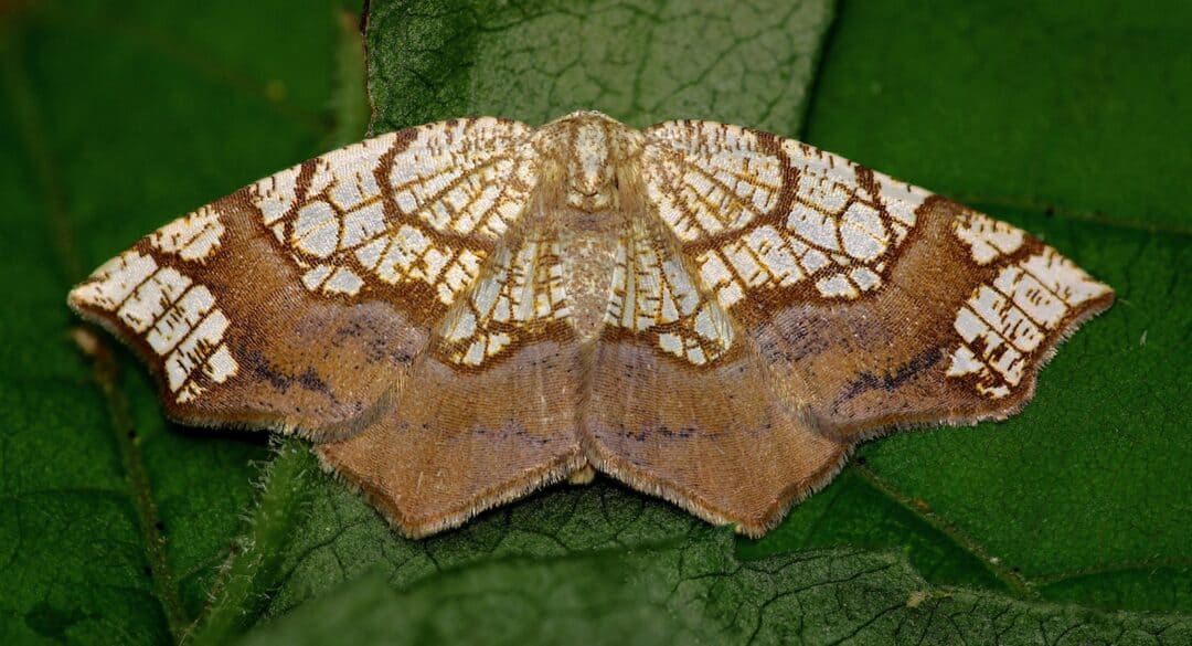 The Moth as an Omen of Death in Folklore Around the World - Animals ...