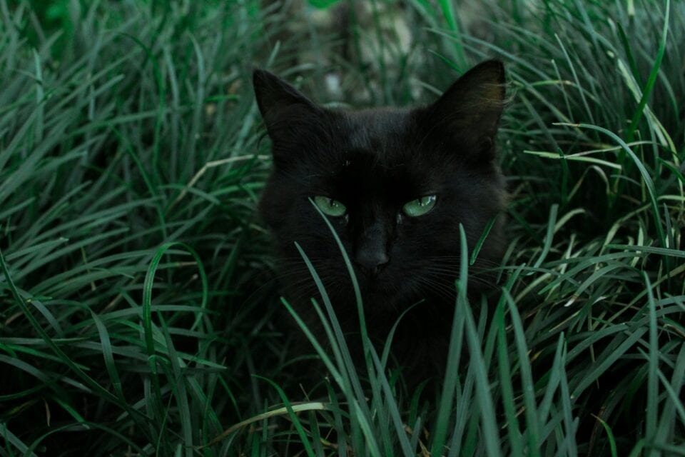 Why Black Cats Are Still Misunderstood in America - Animals Around The ...