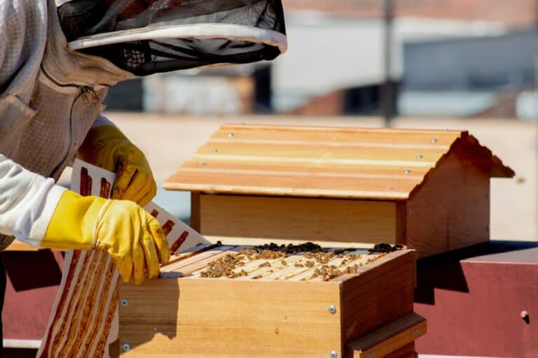 Can Bees Can Be Trained to Detect Bombs? - Animals Around The Globe