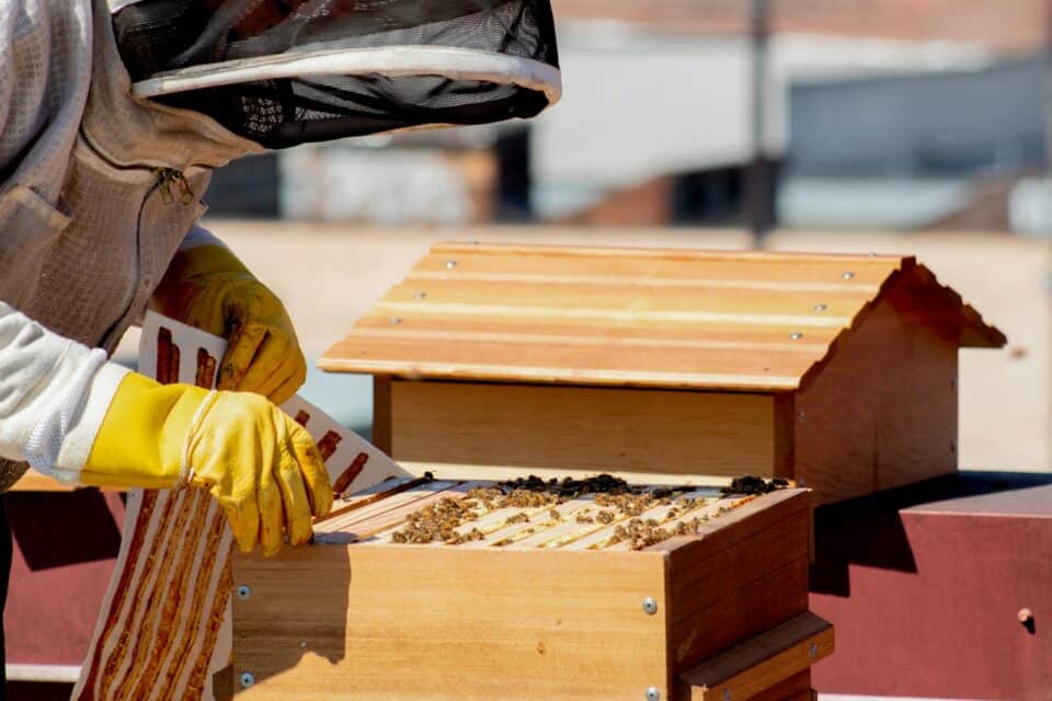 Can Bees Can Be Trained to Detect Bombs? - Animals Around The Globe
