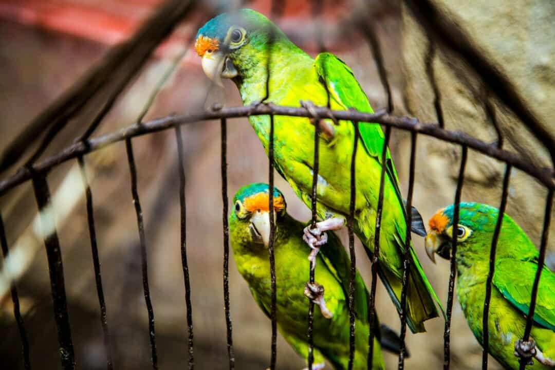 Why Wild Parrots Are Developing Their Own Dialects