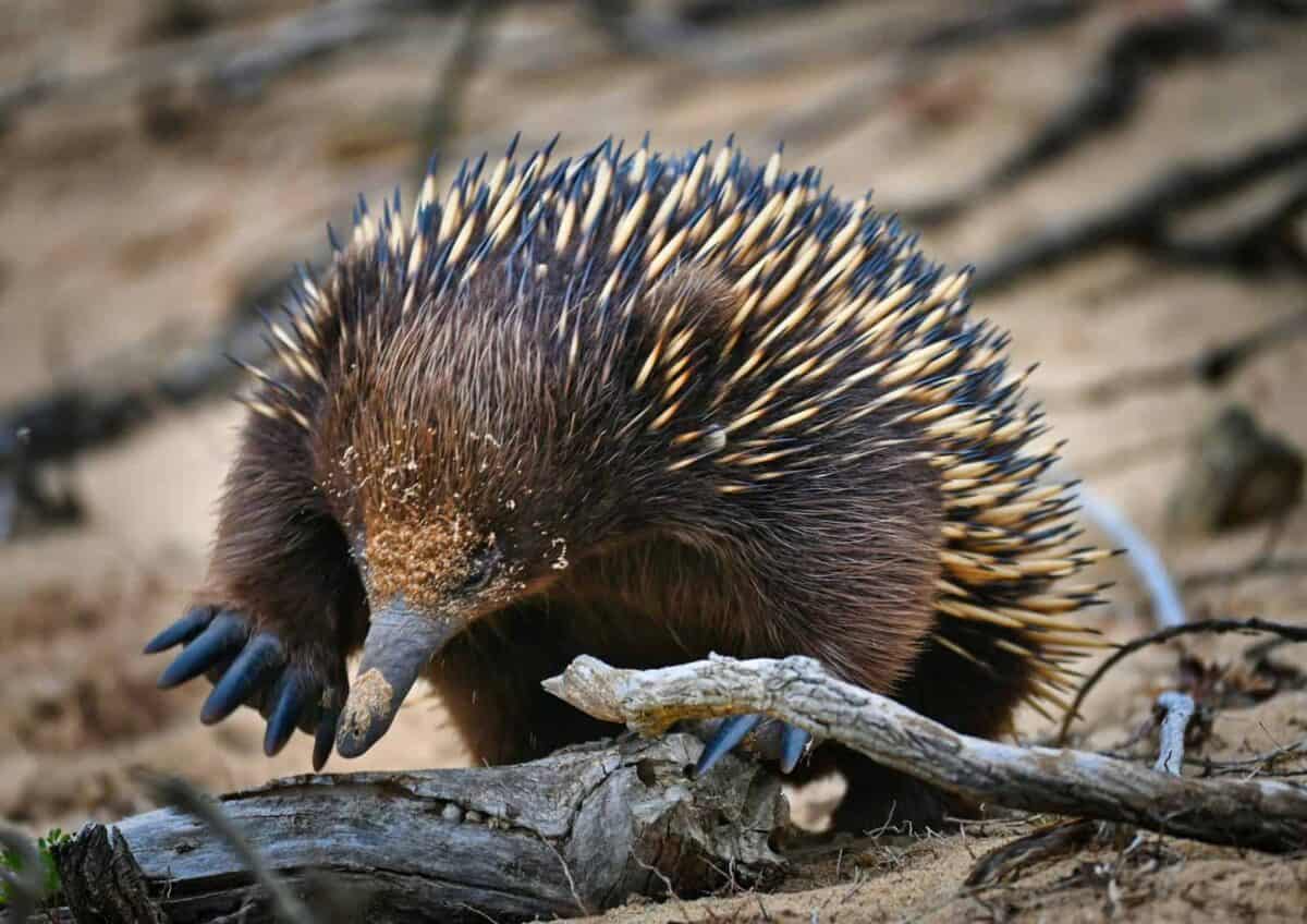 Meet the Echidna Australia’s Ancient Wanderer - Animals Around The Globe