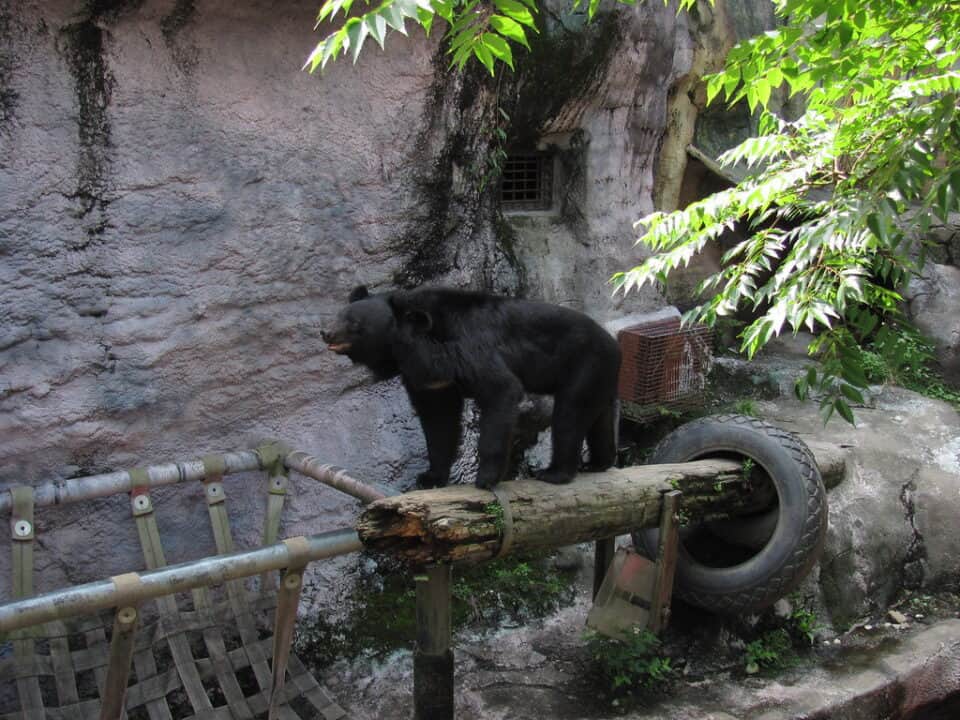 The Bear Species Scientists Thought Was Extinct Until Now - Animals ...