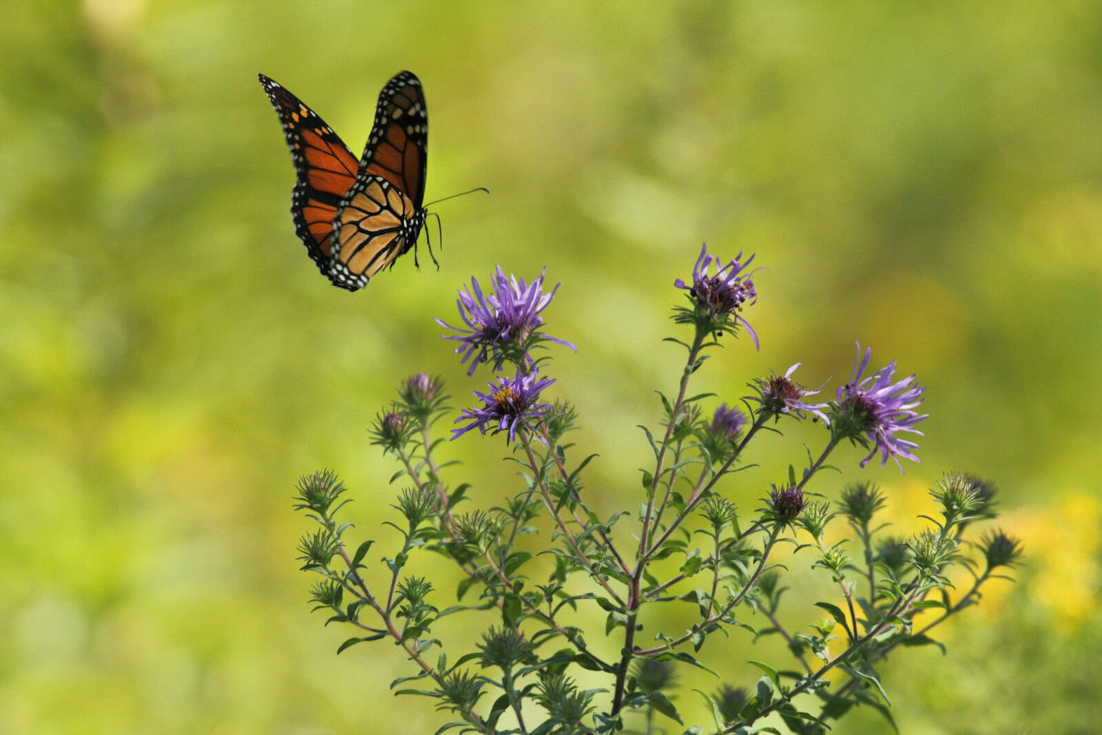 This Butterfly Tastes With Its Feet - Animals Around The Globe