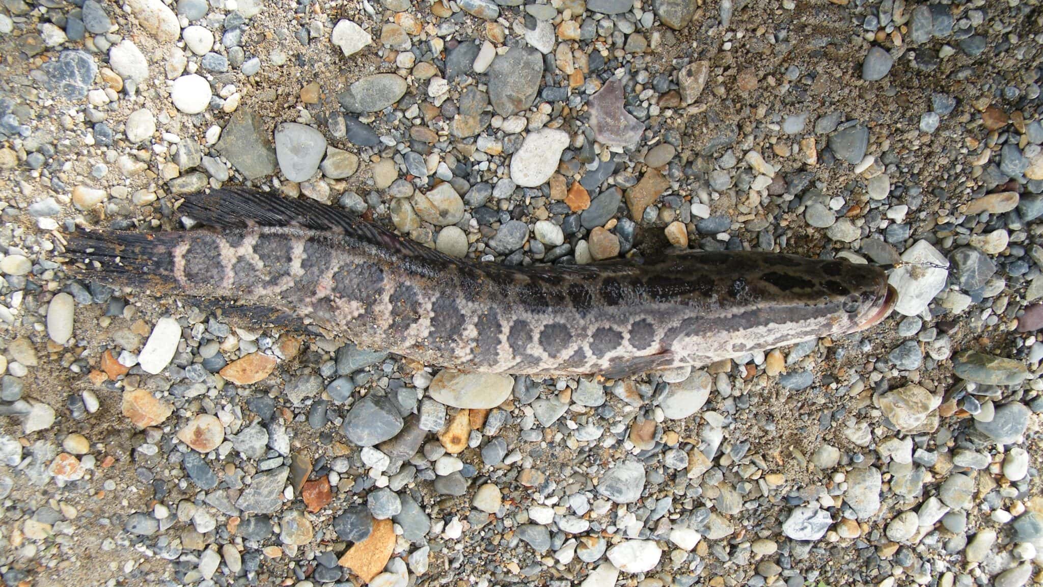 This Invasive Fish Is Now Found in Over 20 U.S. States - Animals Around ...