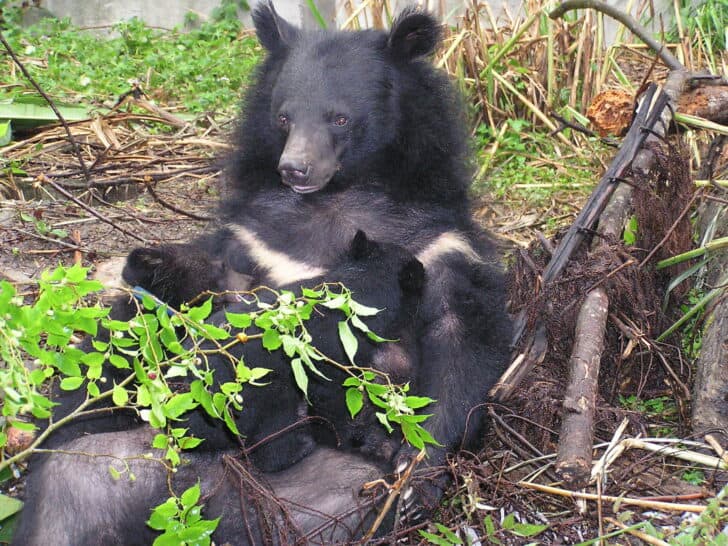 11 Bear Species Ranked by Strength and Bite Force - Animals Around The ...