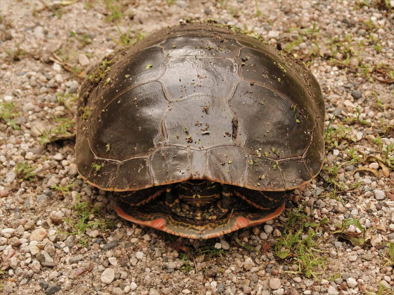 Lo que el caparazón de una tortuga dice sobre su salud - Animales ...