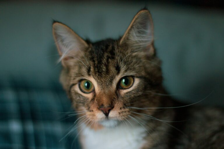 This Cat Has the World’s Loudest Purr - Animals Around The Globe