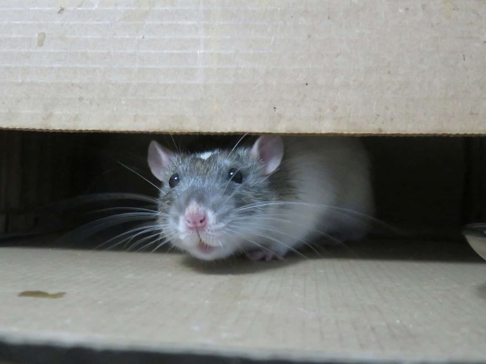 What Rats Can Teach Us About Empathy