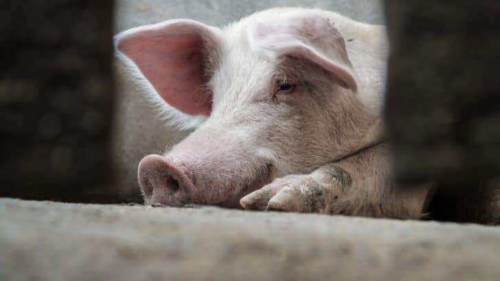 Do Animals Dream? What Research Reveals