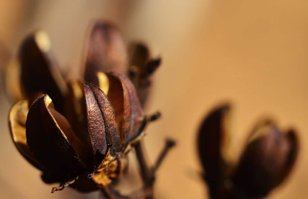 Scientists Recreate the Scent of a 100-Million-Year-Old Flower ...