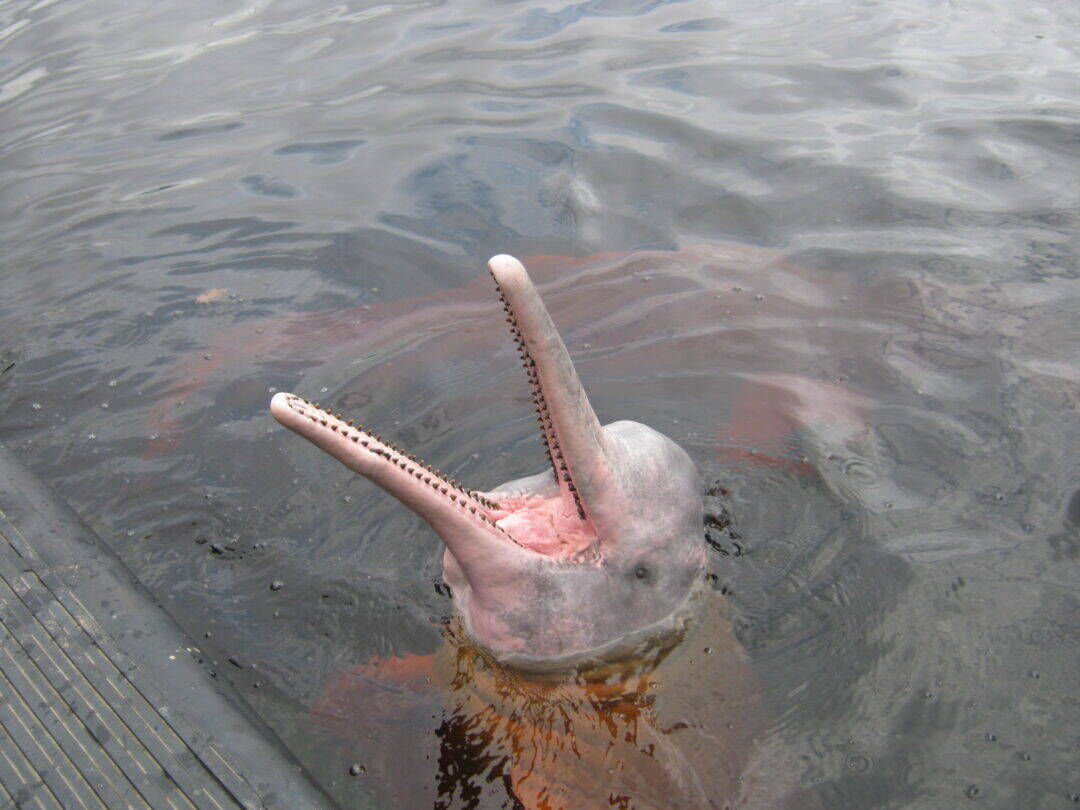 10 Amazing Animals You Can See Along the Amazon River - Animals Around ...