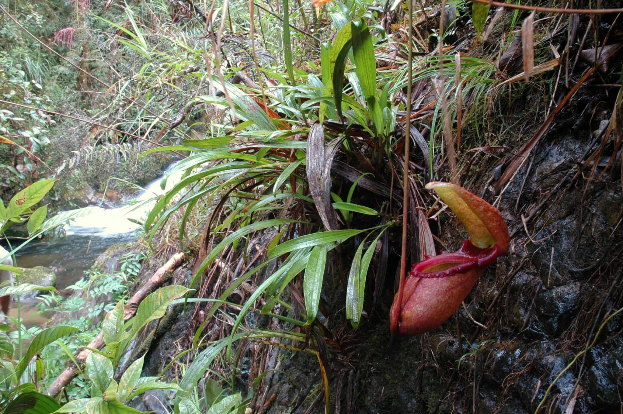 This Plant Can Trap and Digest Mice - Animals Around The Globe