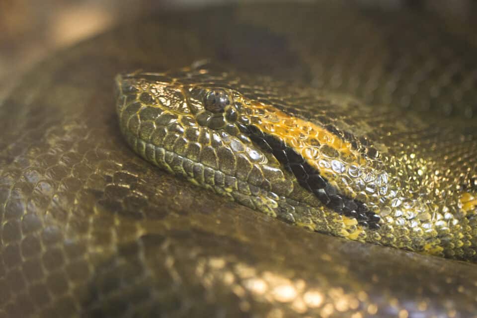 The World’s Heaviest Snake Can Weigh More Than a Refrigerator - Animals ...