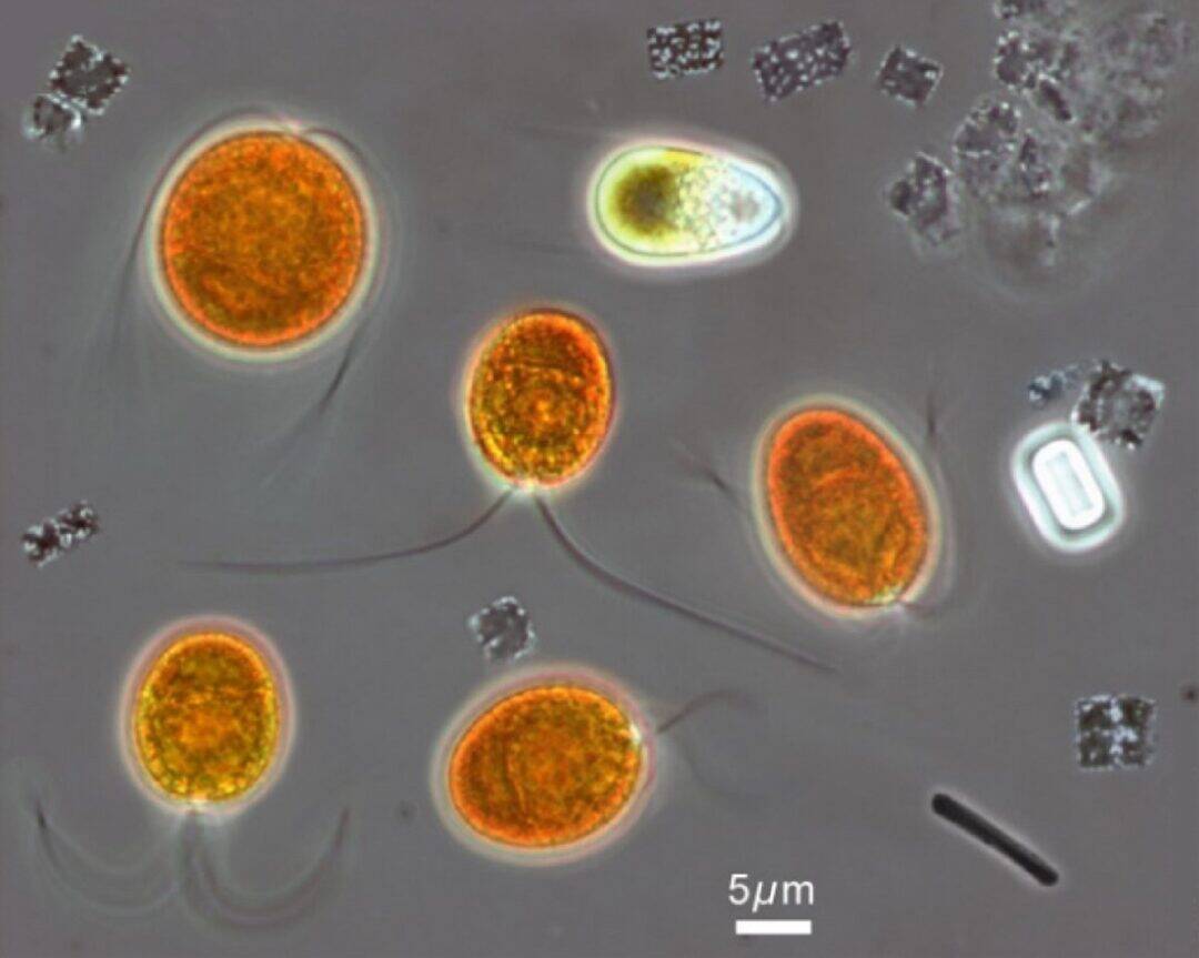Astronauts Found Microbes Surviving in Space for Years - Animals Around ...