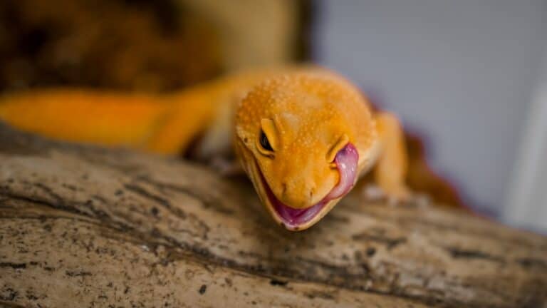 Why Lizards Flick Their Tongues—A Scientific Breakdown