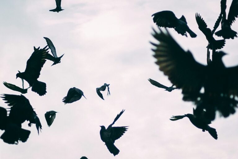 How Crows Became Symbols of Death in European Myths