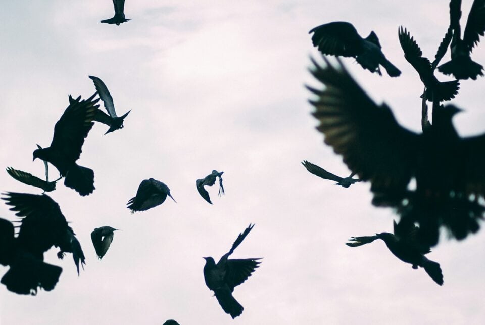 How Crows Became Symbols of Death in European Myths