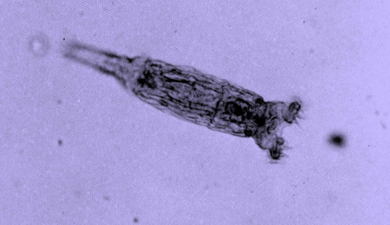 This Animal Woke Up After 24,000 Years Frozen in Ice