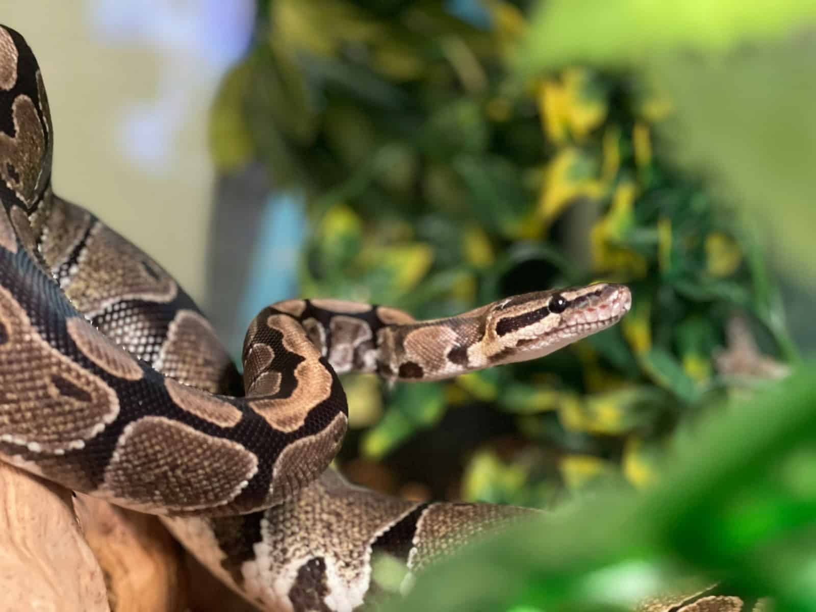 Fossilized Snake Had Four Legs