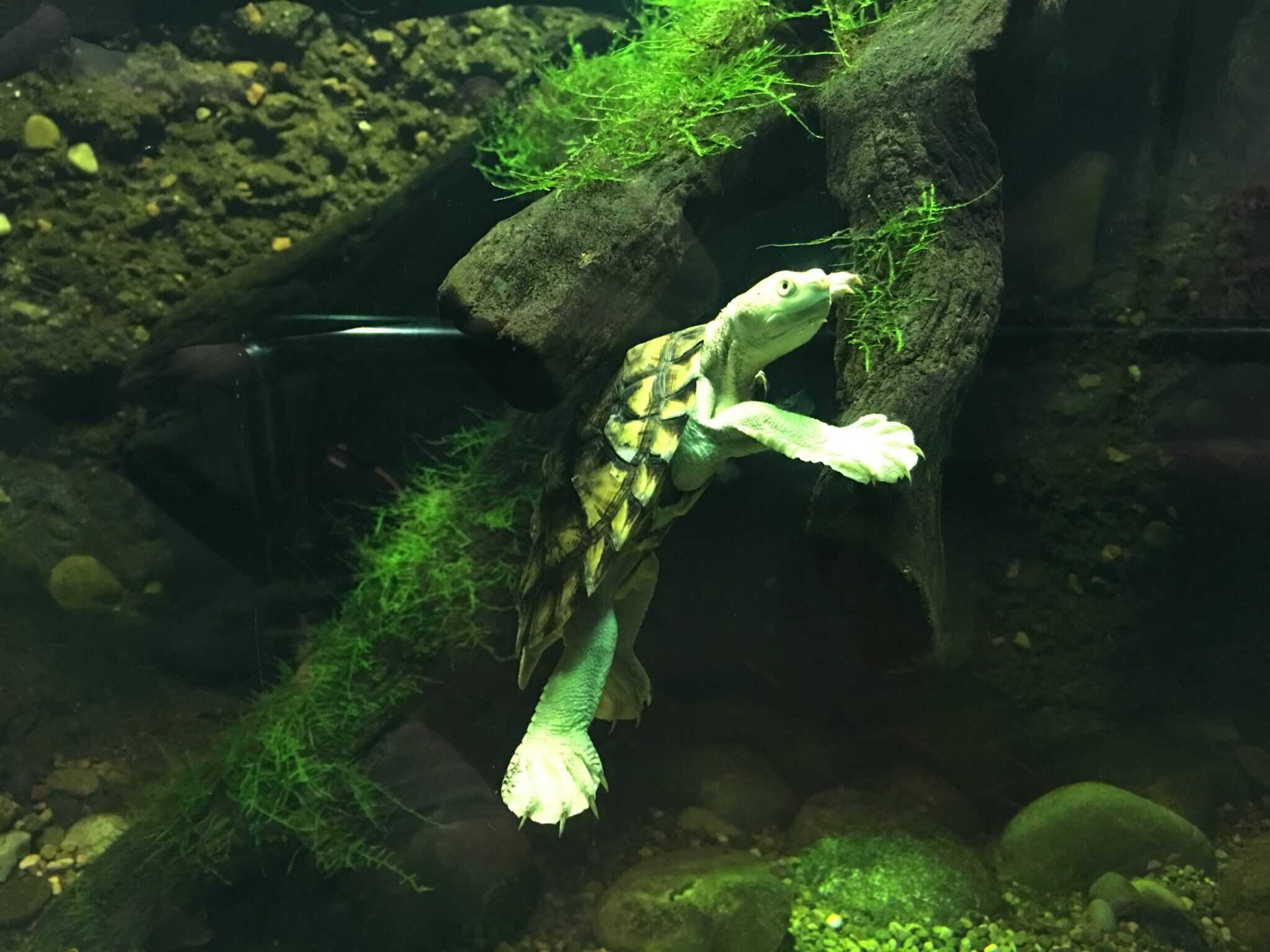 The Turtle That Breathes Through Its Butt Is Real - Animals Around The ...