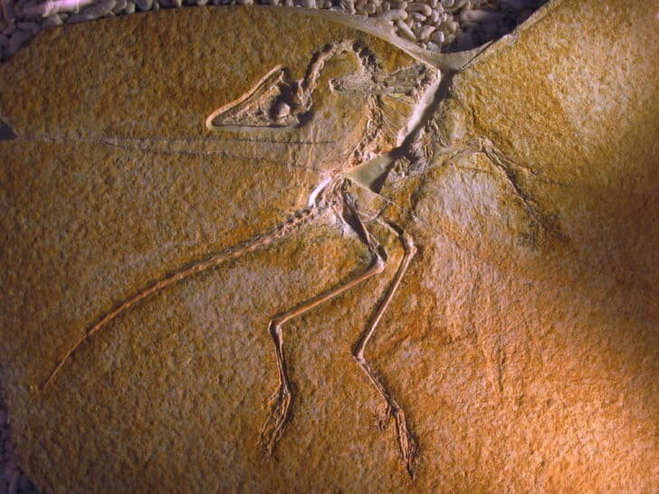The Bird Fossil That’s Changing the Evolution Timeline - Animals Around ...