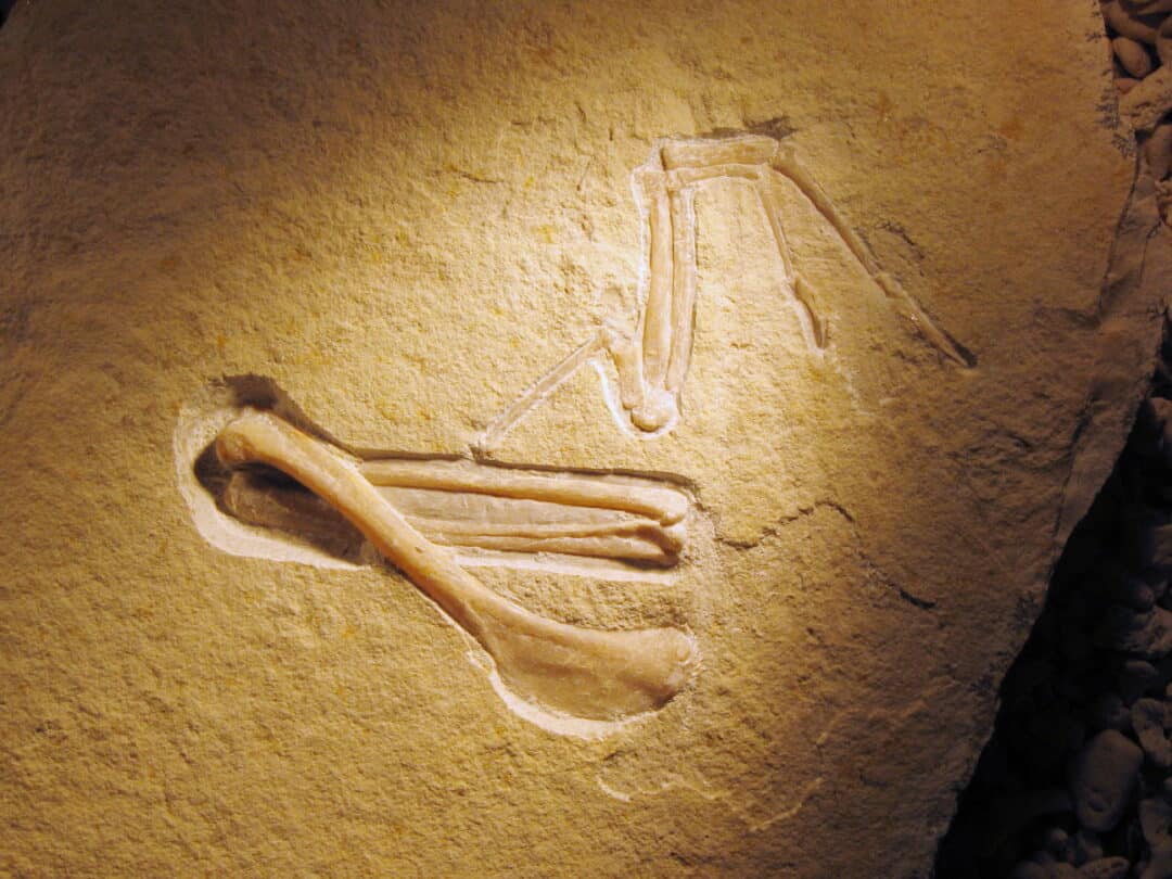 The Bird Fossil That’s Changing the Evolution Timeline - Animals Around ...