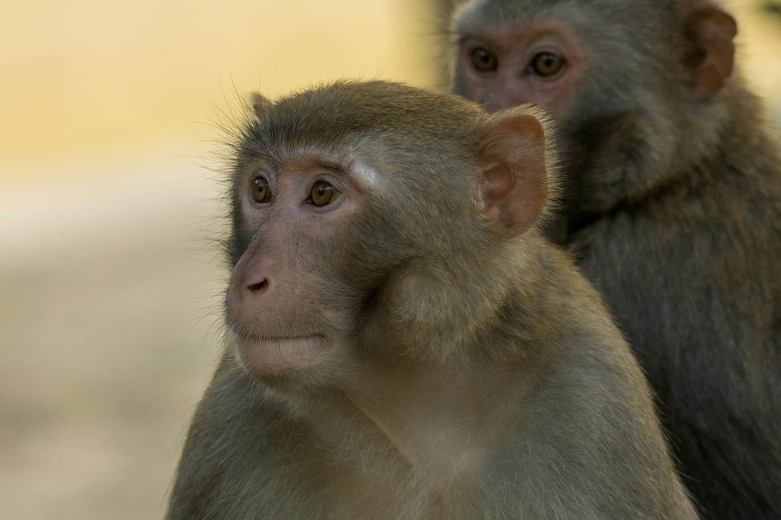 How Monkeys in India Are Adapting to Urban Life - Animals Around The Globe