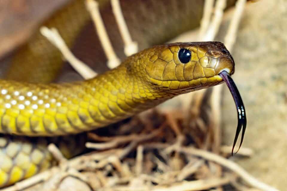 The Lethal Venom of the Inland Taipan Snake - Animals Around The Globe