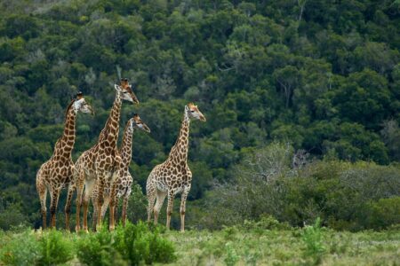 14 Ways Giraffes Defend Themselves Without Fighting - Animals Around ...