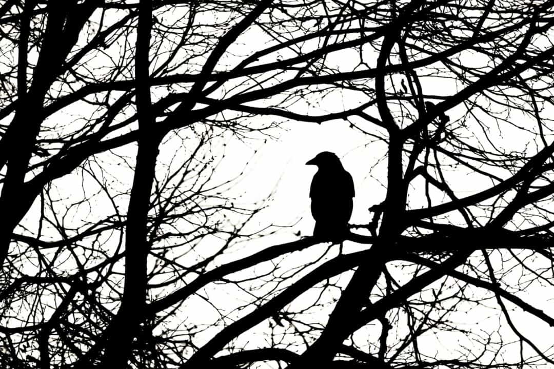 How Crows Recognize Human Faces and Hold Grudges - Animals Around The Globe