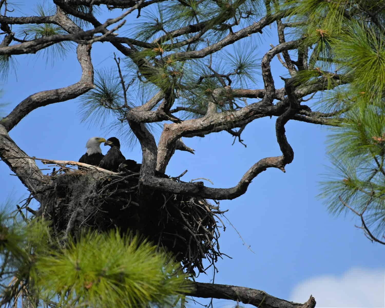 The Largest Eagle Nest Ever Recorded Found in Alaska
