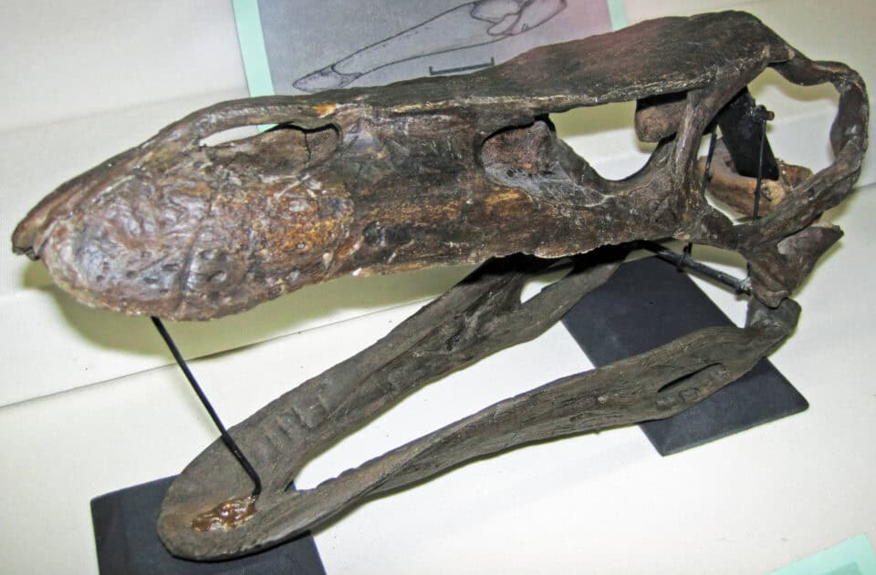 This Newly Unearthed Dinosaur Had 500 Teeth