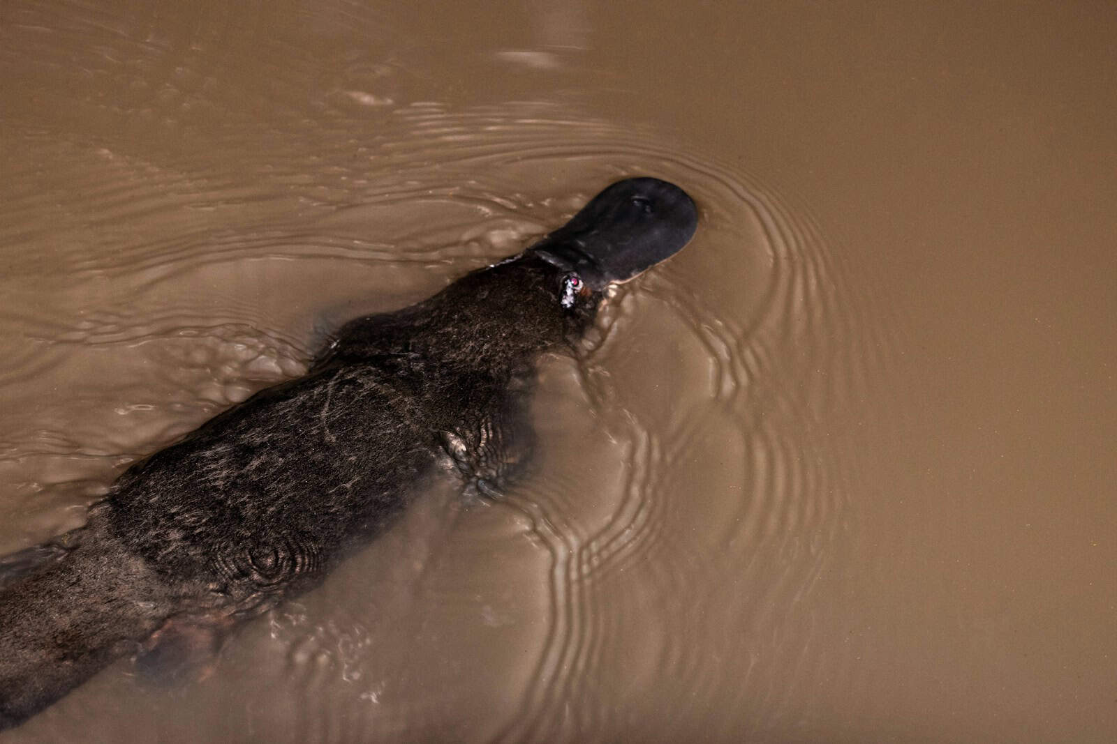 The World's Most Venomous Mammal - Animals Around The Globe