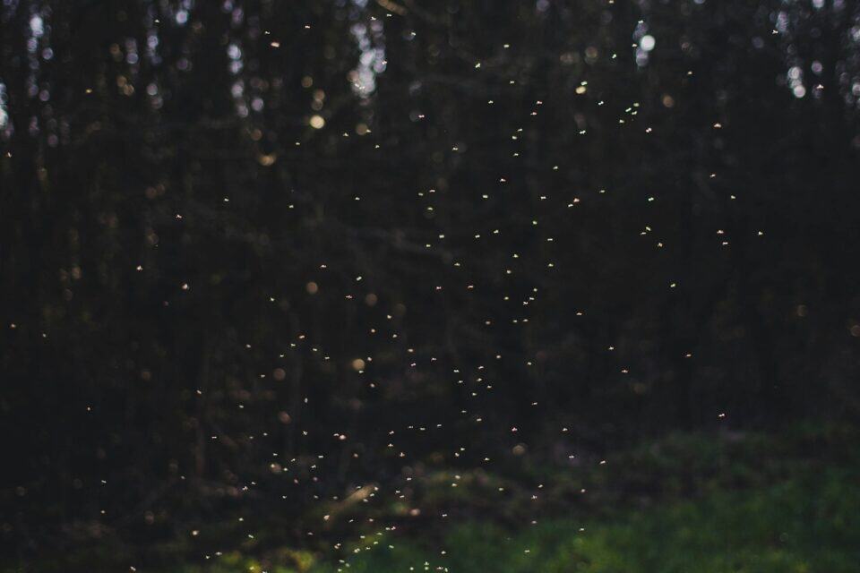 Fireflies Are Returning to This Appalachian Forest—Here’s Why