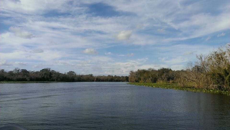 The U.S. River That’s Now Home to a Manatee Migration - Animals Around ...